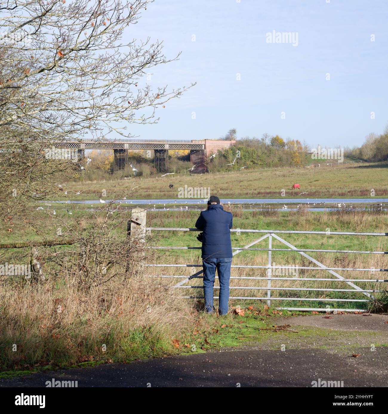 Bird watcher standing against a farm gate with Bennerley viaduct in the ...