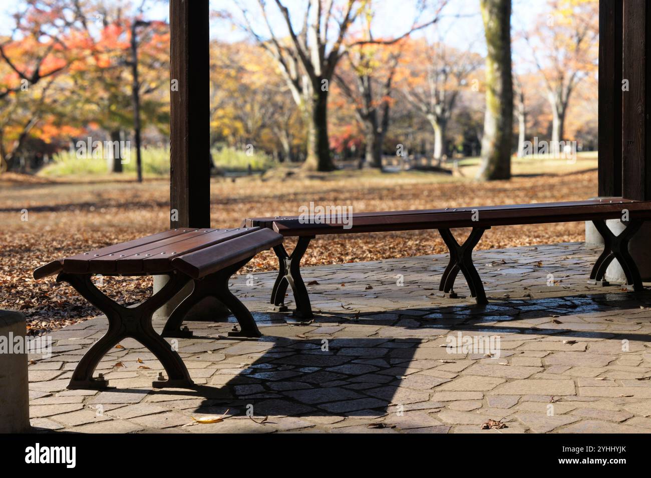 Benches at rest area in Yoyogi Park in autumn colours Stock Photo - Alamy