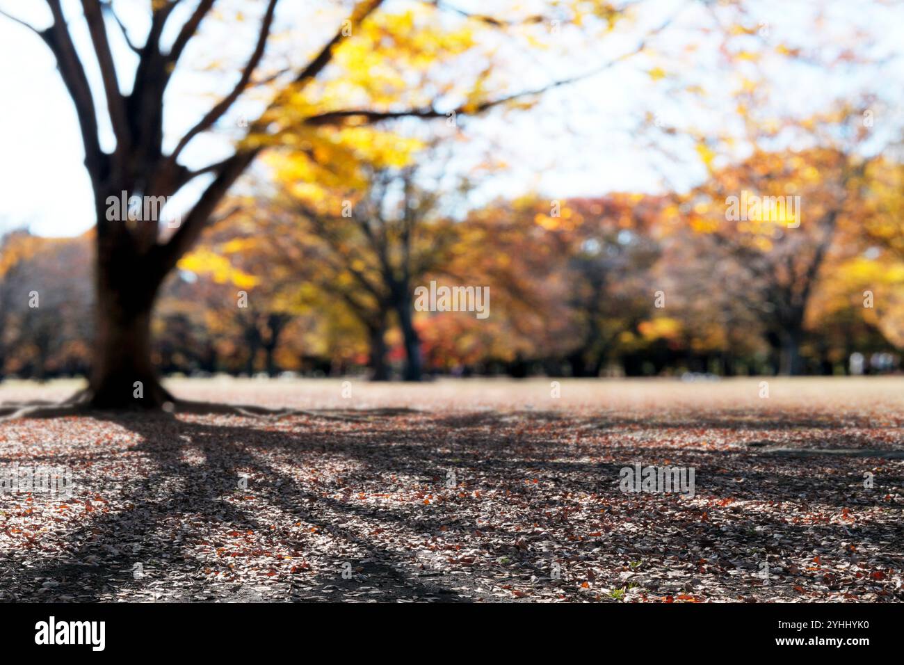 Yoyogi park autumn leaves hi-res stock photography and images - Alamy