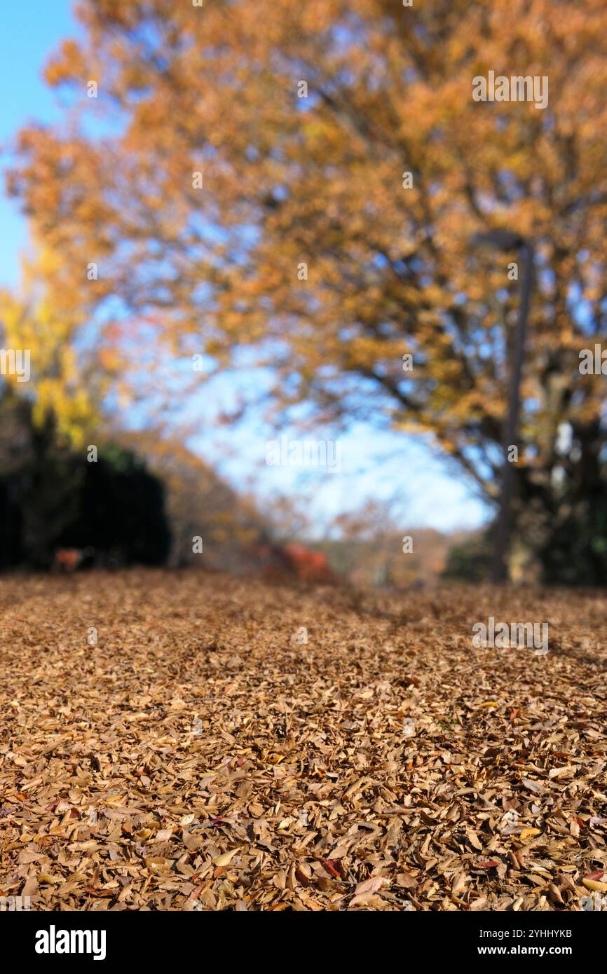 Large zelkova tree and fallen leaves Stock Photo - Alamy