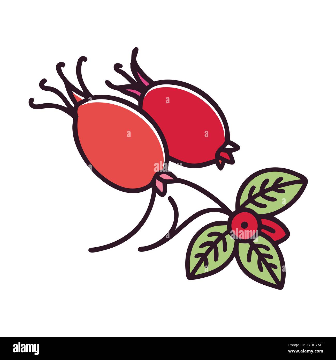 simple vector illustration of a rosehip, in a simple and clean style ...