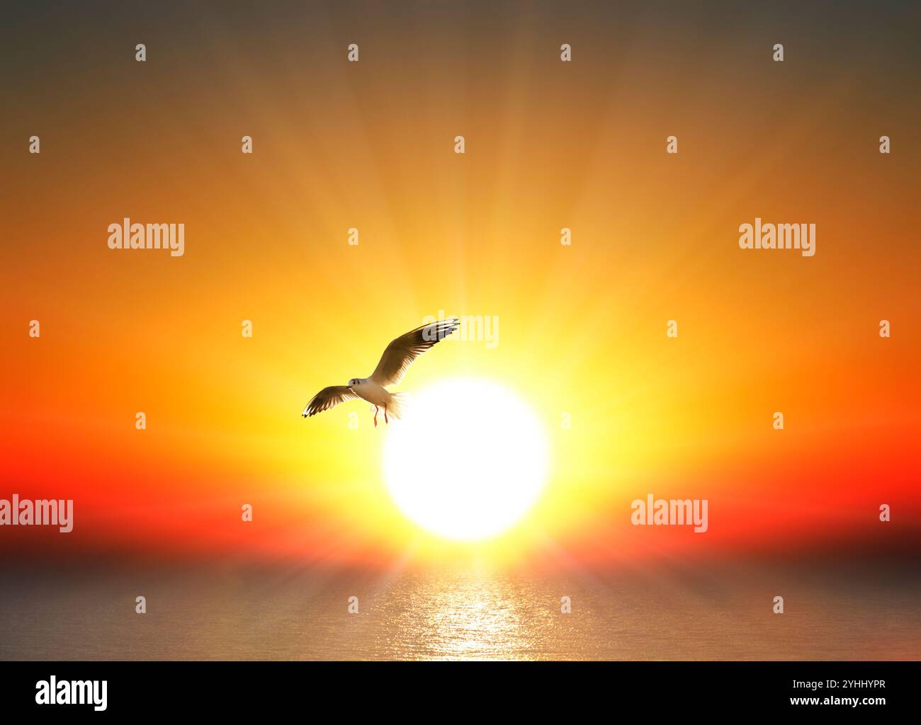 Rising sun flapping wings hi-res stock photography and images - Alamy