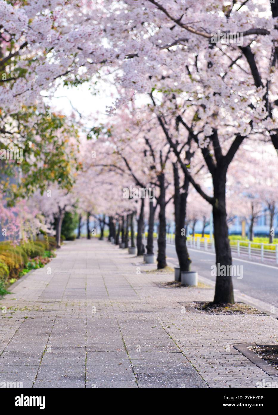 Cherry blossom trees in full bloom and cobbled walkway Stock Photo - Alamy