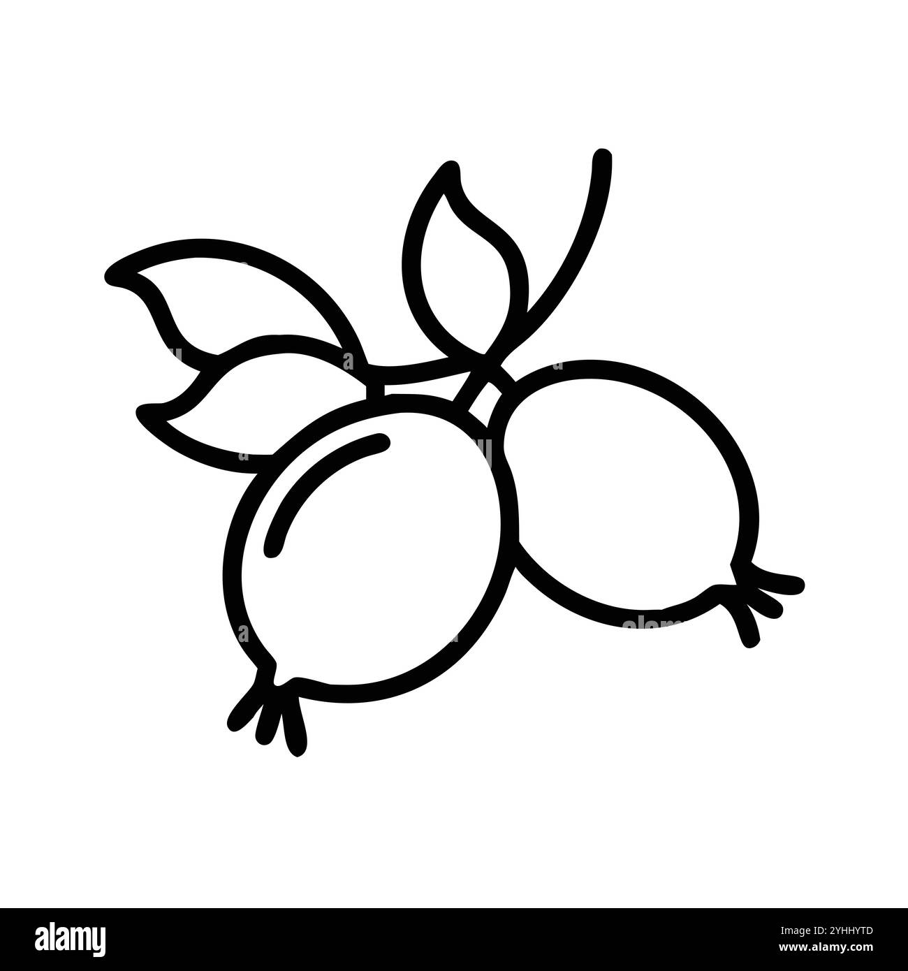 simple vector illustration of a rosehip, in a simple and clean style ...