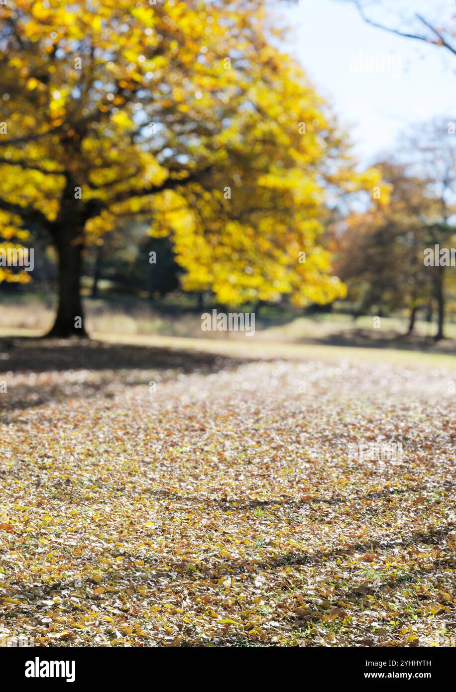 Fallen leaves and sawtooth oak leaves yellow Stock Photo - Alamy