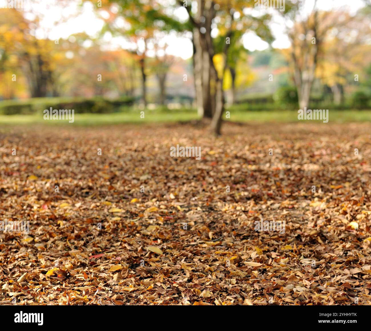 Late autumn trees hi-res stock photography and images - Alamy
