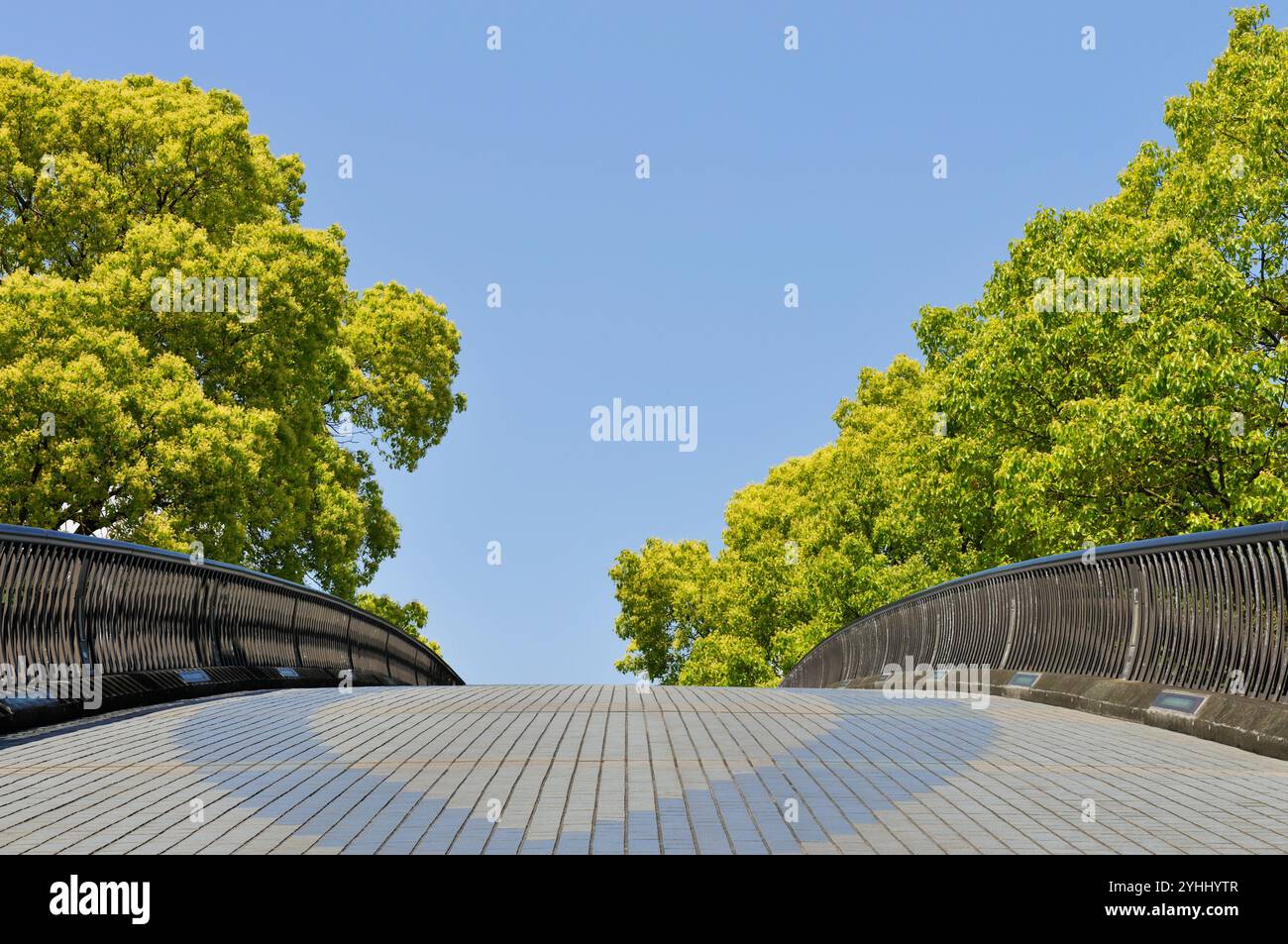 Large camphor tree and cobbled footbridge Stock Photo - Alamy