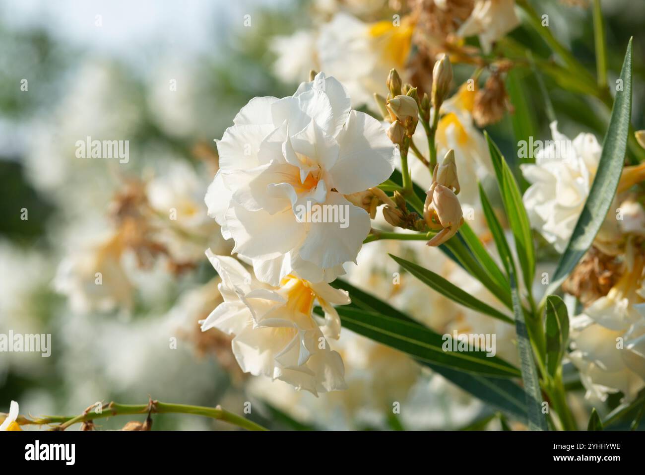 Italy, Lombardy, White Nerium Oleander Flowers Stock Photo - Alamy