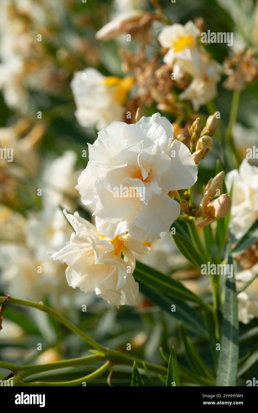 Italy, Lombardy, White Nerium Oleander Flowers Stock Photo - Alamy