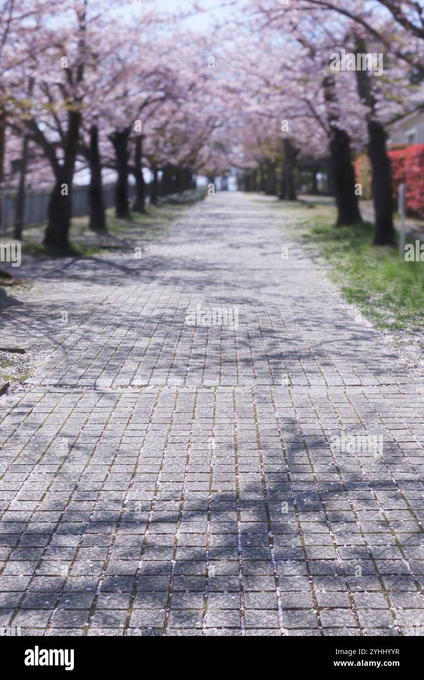 Flower lined walkway hi-res stock photography and images - Alamy