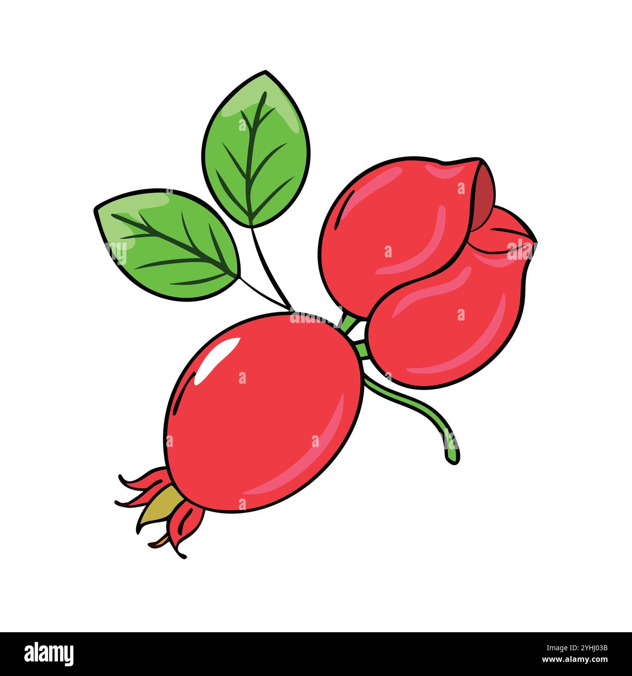 simple vector illustration of a rosehip, in a simple and clean style ...