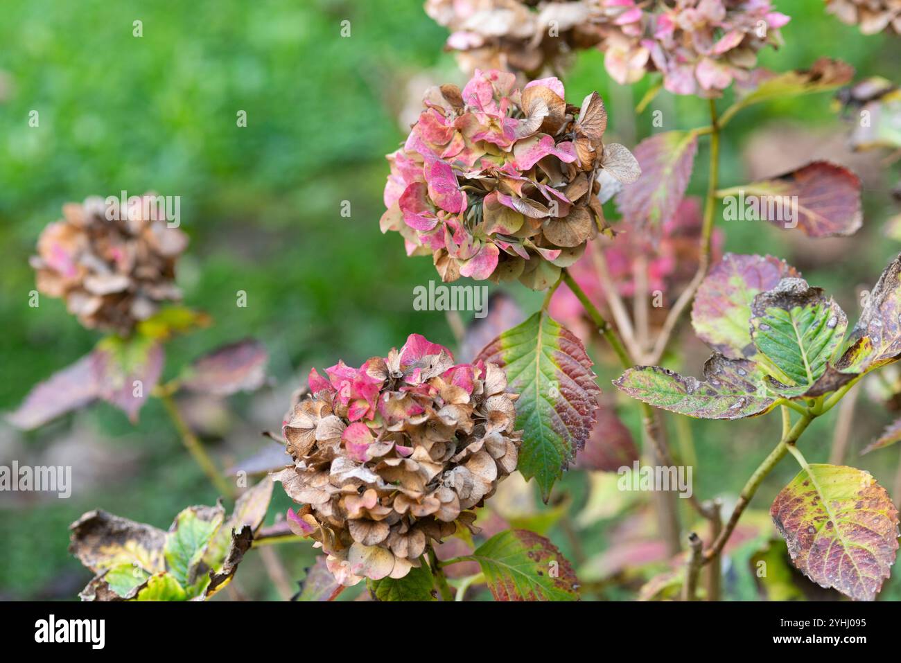 Hydrangea Flowers in Winter Stock Photo - Alamy
