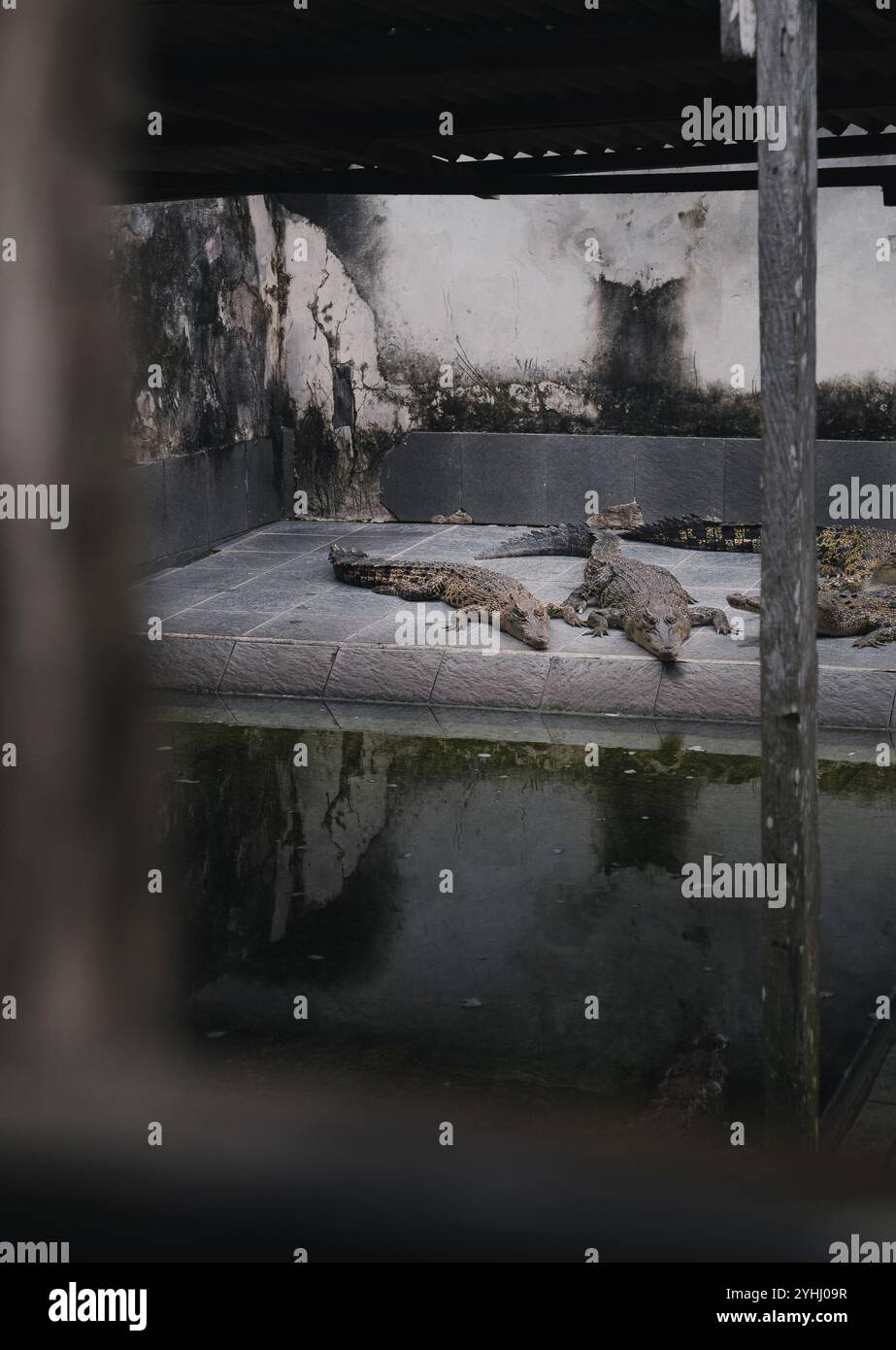 Saltwater crocodiles are relaxing, sunbathing and enjoying the sun at ...