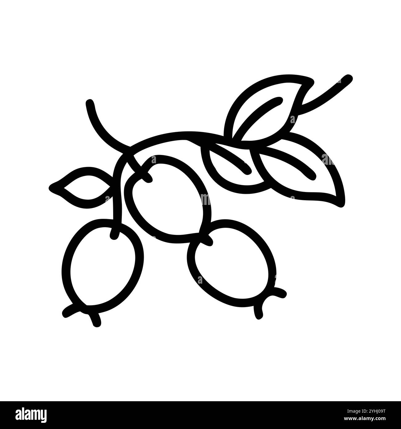 simple vector illustration of a rosehip, in a simple and clean style ...