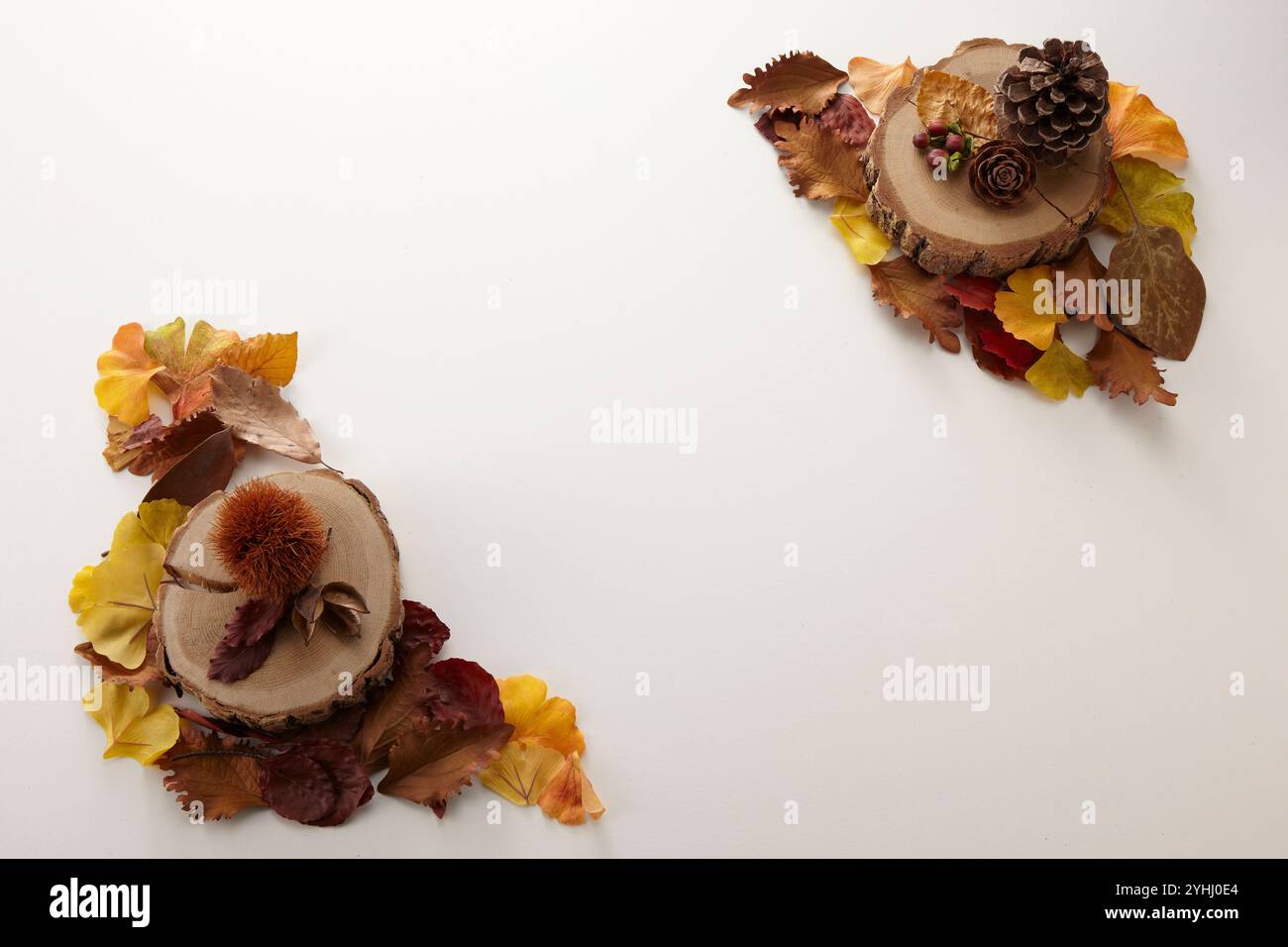 Two pine cones and an acorn on a tree Stock Photo - Alamy