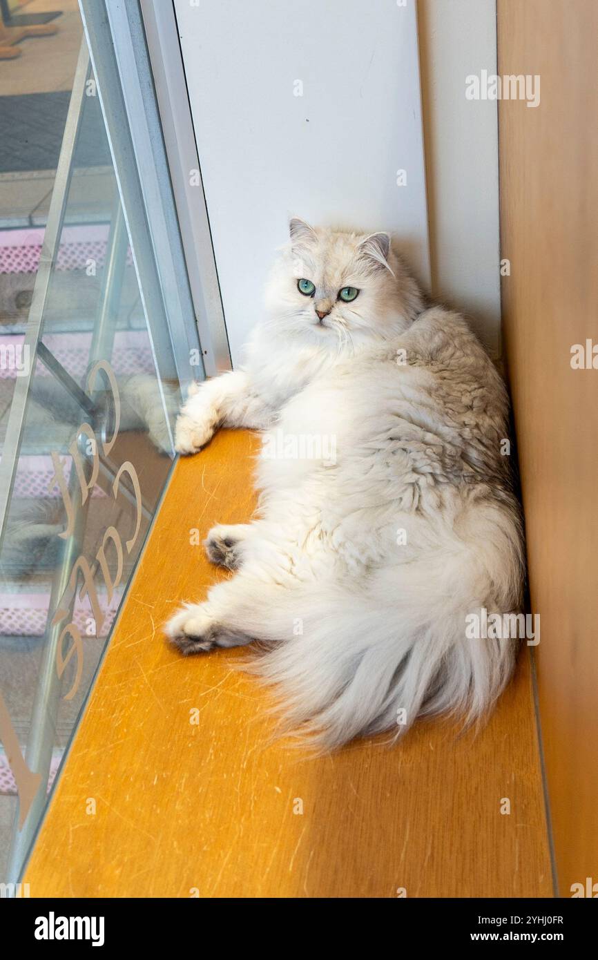 a cat cafe in Japan Stock Photo - Alamy