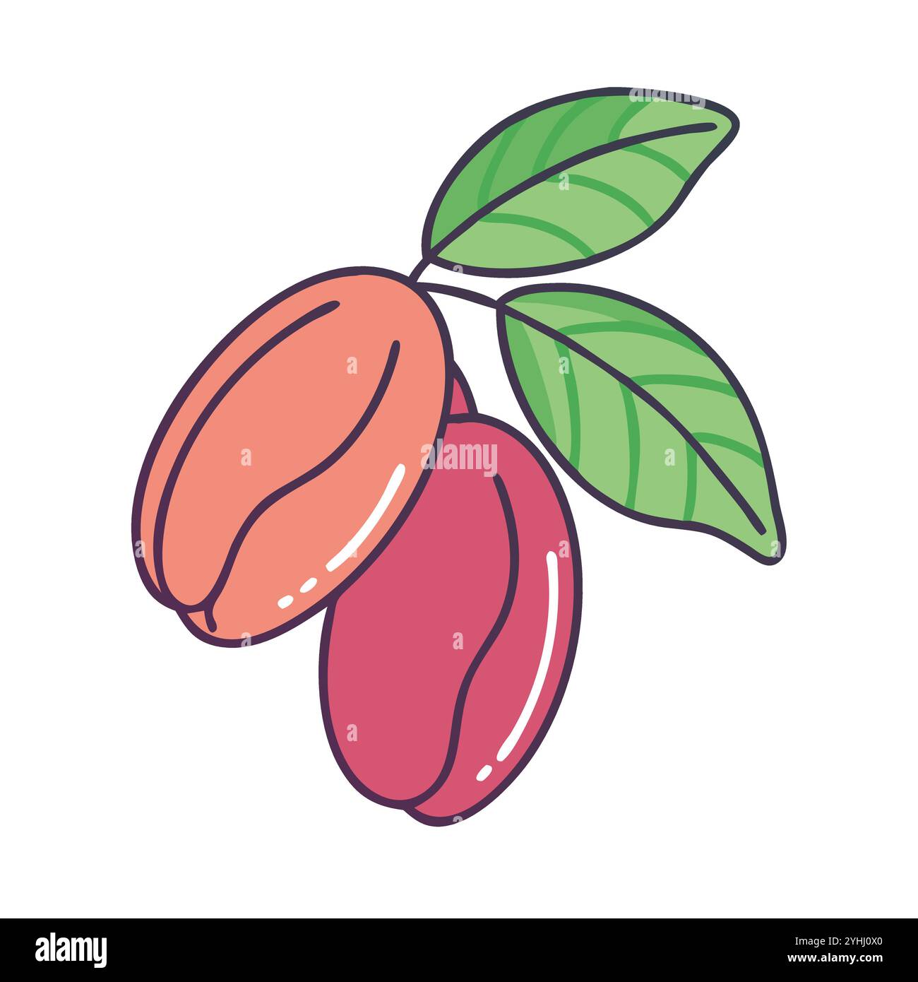 simple vector illustration of a miracle fruit, in a simple and clean ...