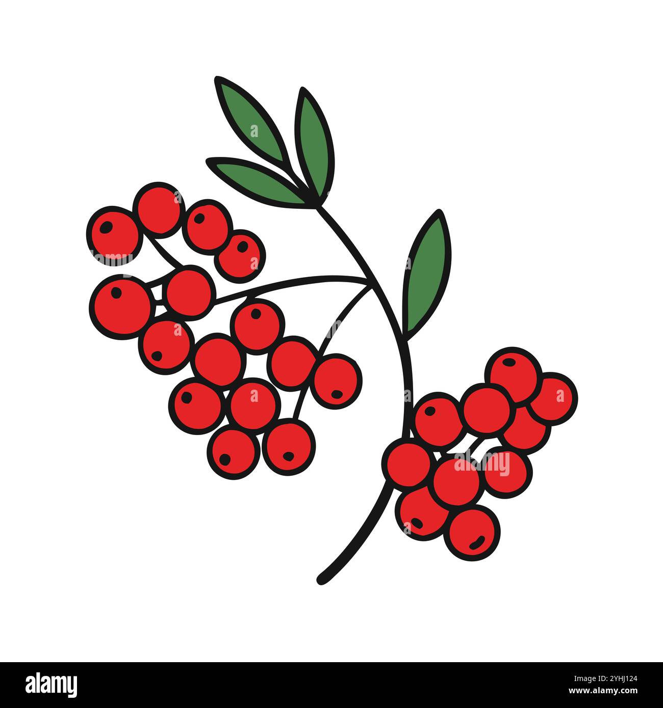simple vector illustration of a mountain ash berries, in a simple and ...