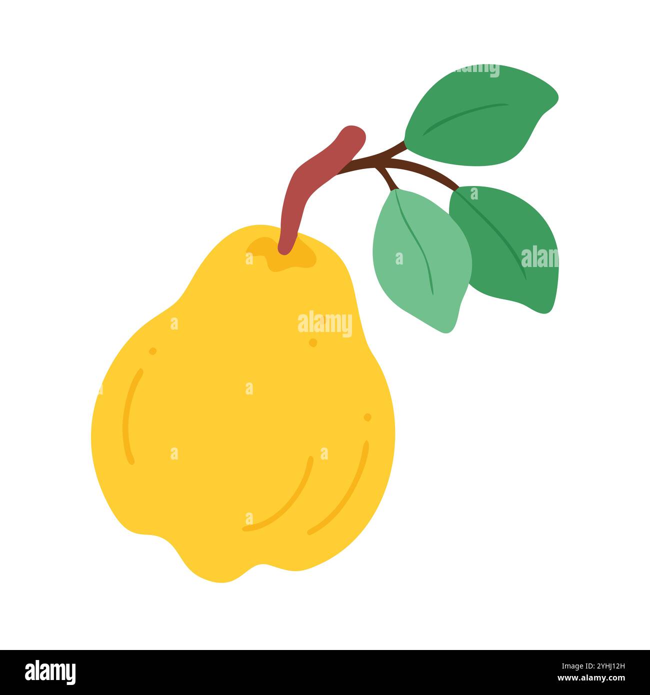 simple vector illustration of a quince, in a simple and clean style ...