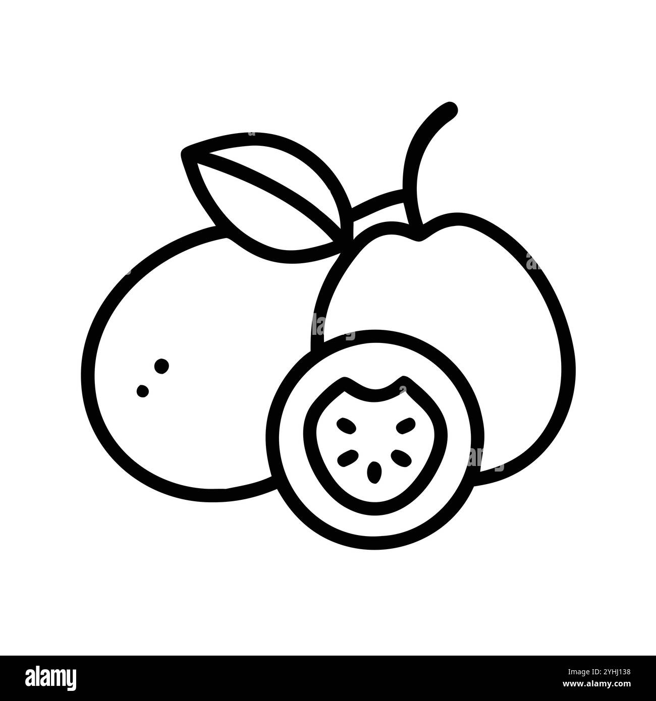 simple vector illustration of a marula, in a simple and clean style ...