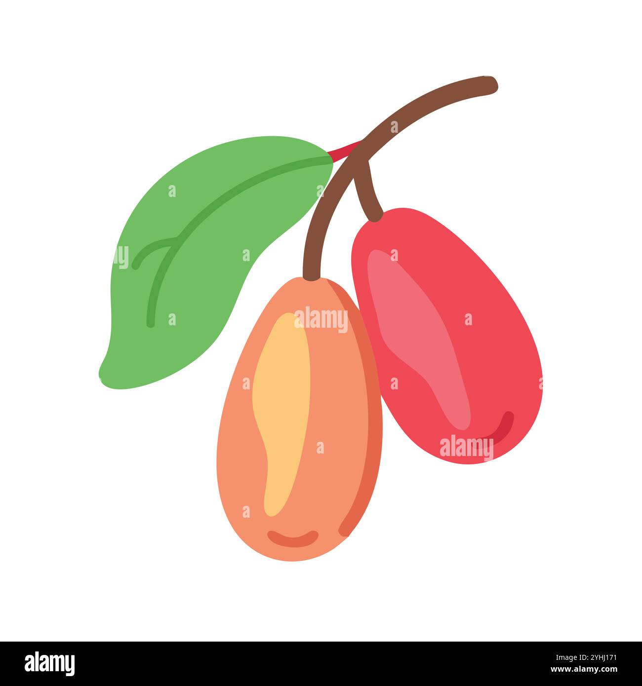 simple vector illustration of a miracle fruit, in a simple and clean ...