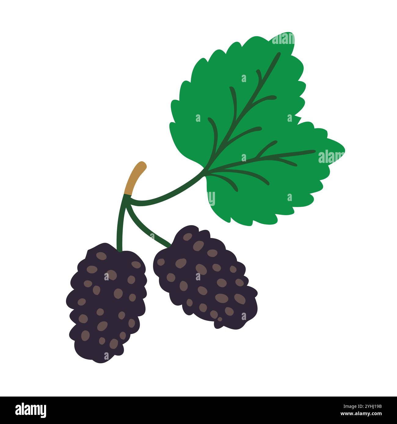 simple vector illustration of a mulberry, in a simple and clean style ...