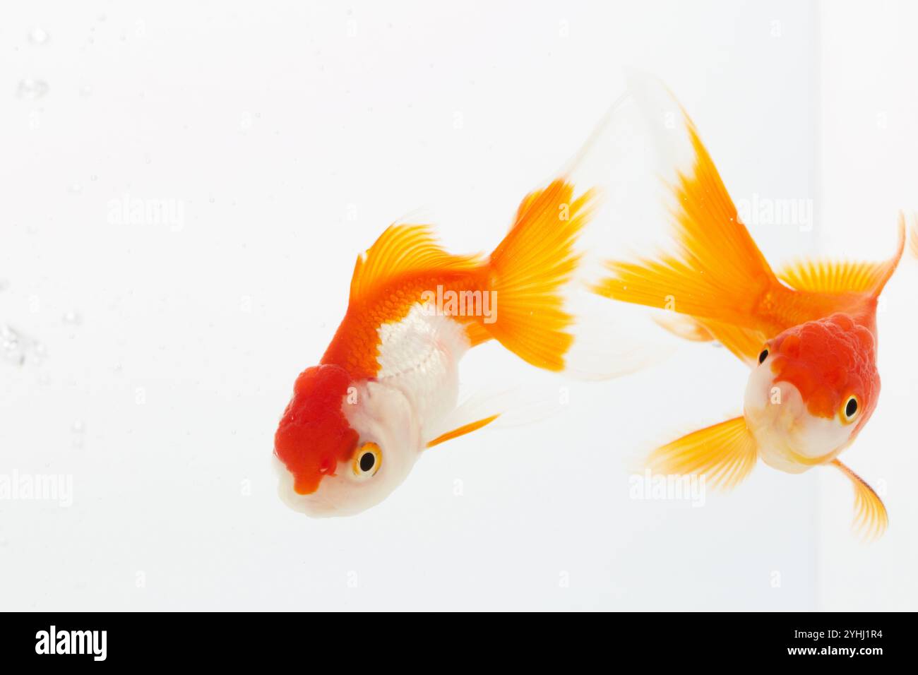 Two fish tank hi-res stock photography and images - Alamy