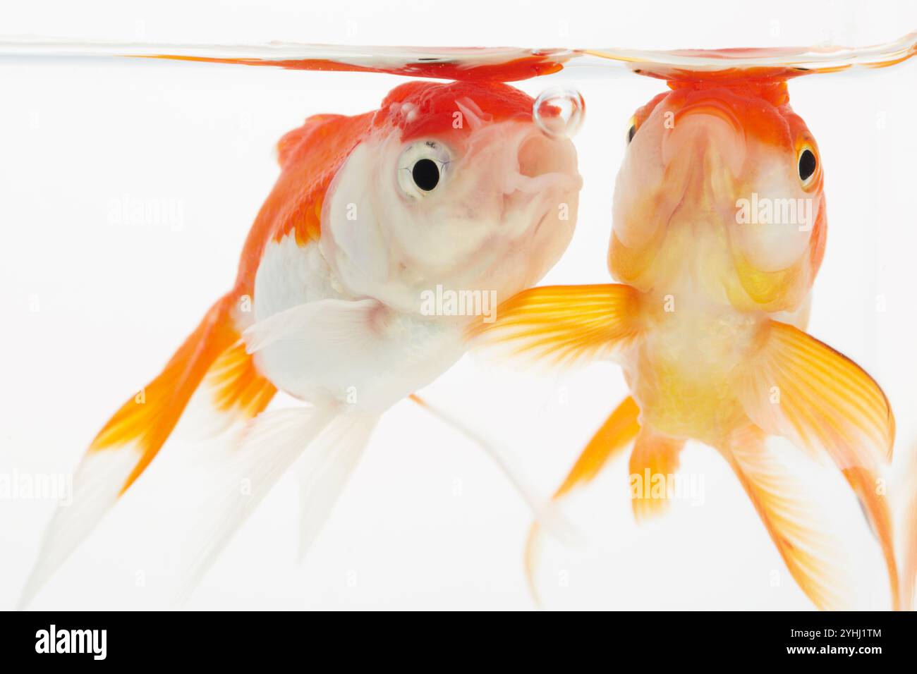 Fish in a tank mouth open hi-res stock photography and images - Alamy