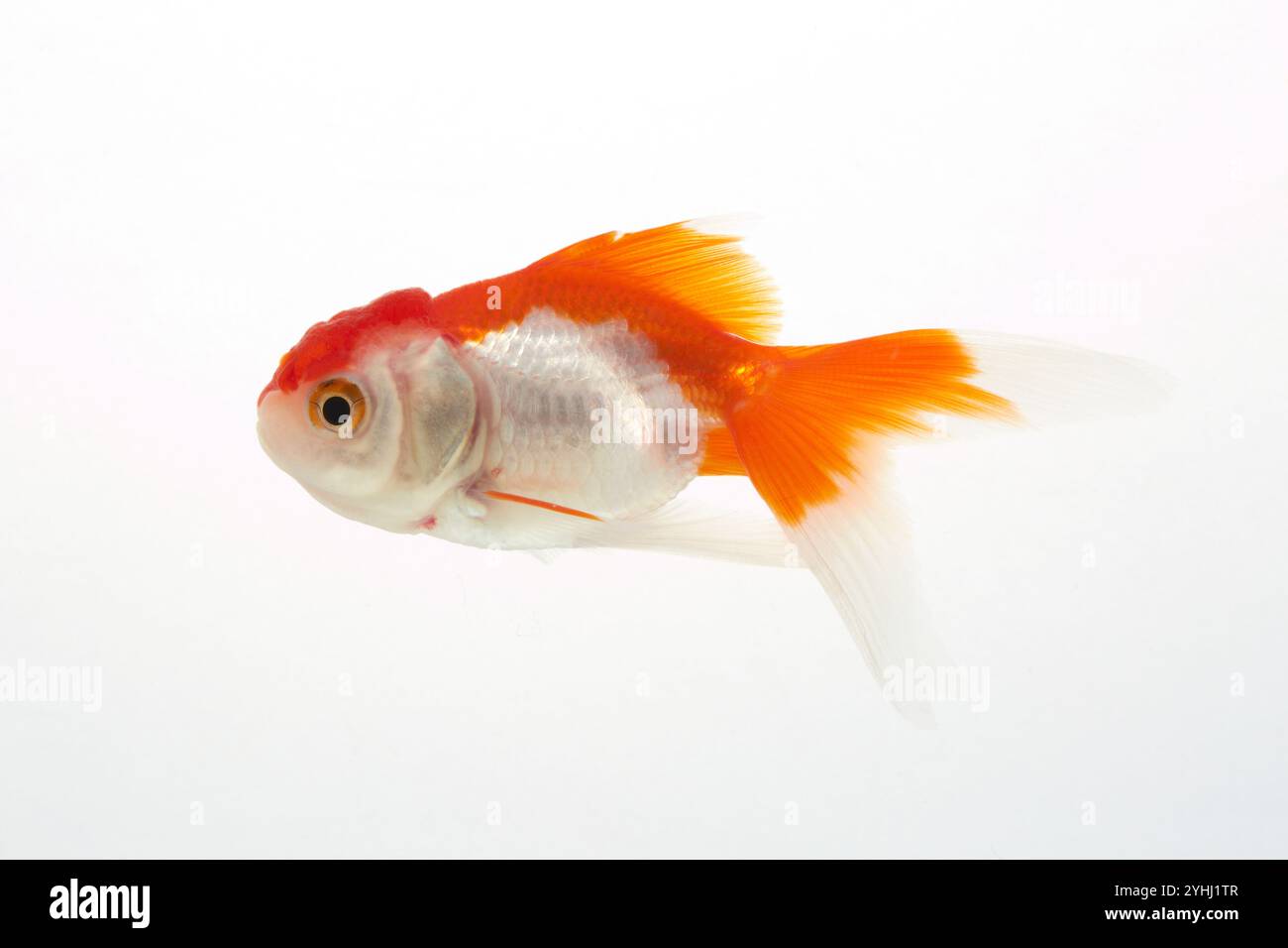 Goldfish carassius auratus swimming hi-res stock photography and images ...