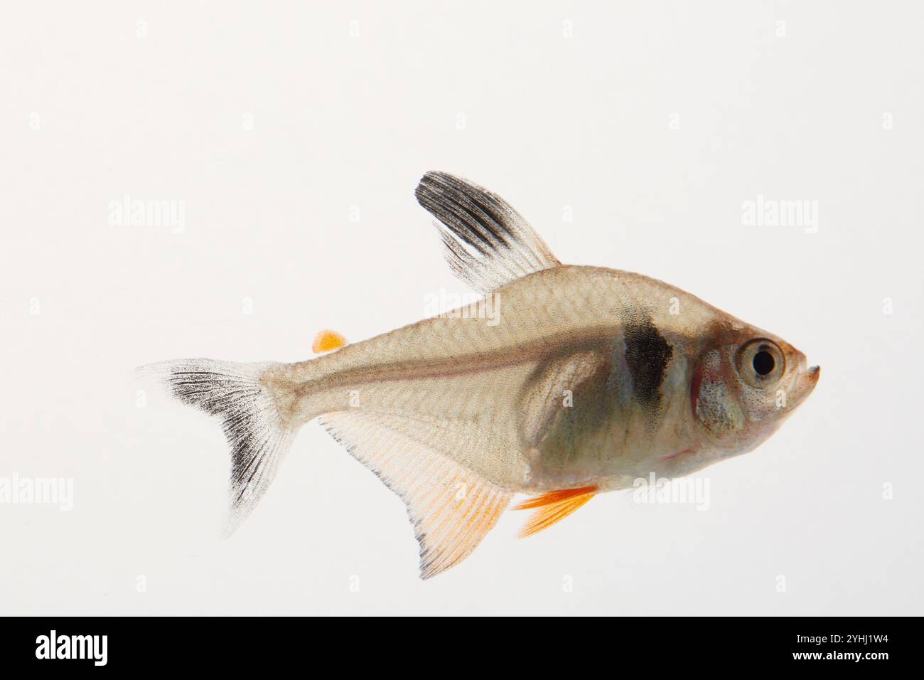 Gray water tank hi-res stock photography and images - Alamy