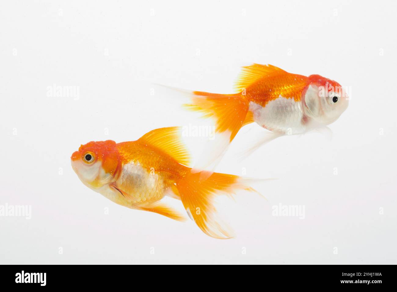 Two goldfish swimming in a tank Stock Photo - Alamy