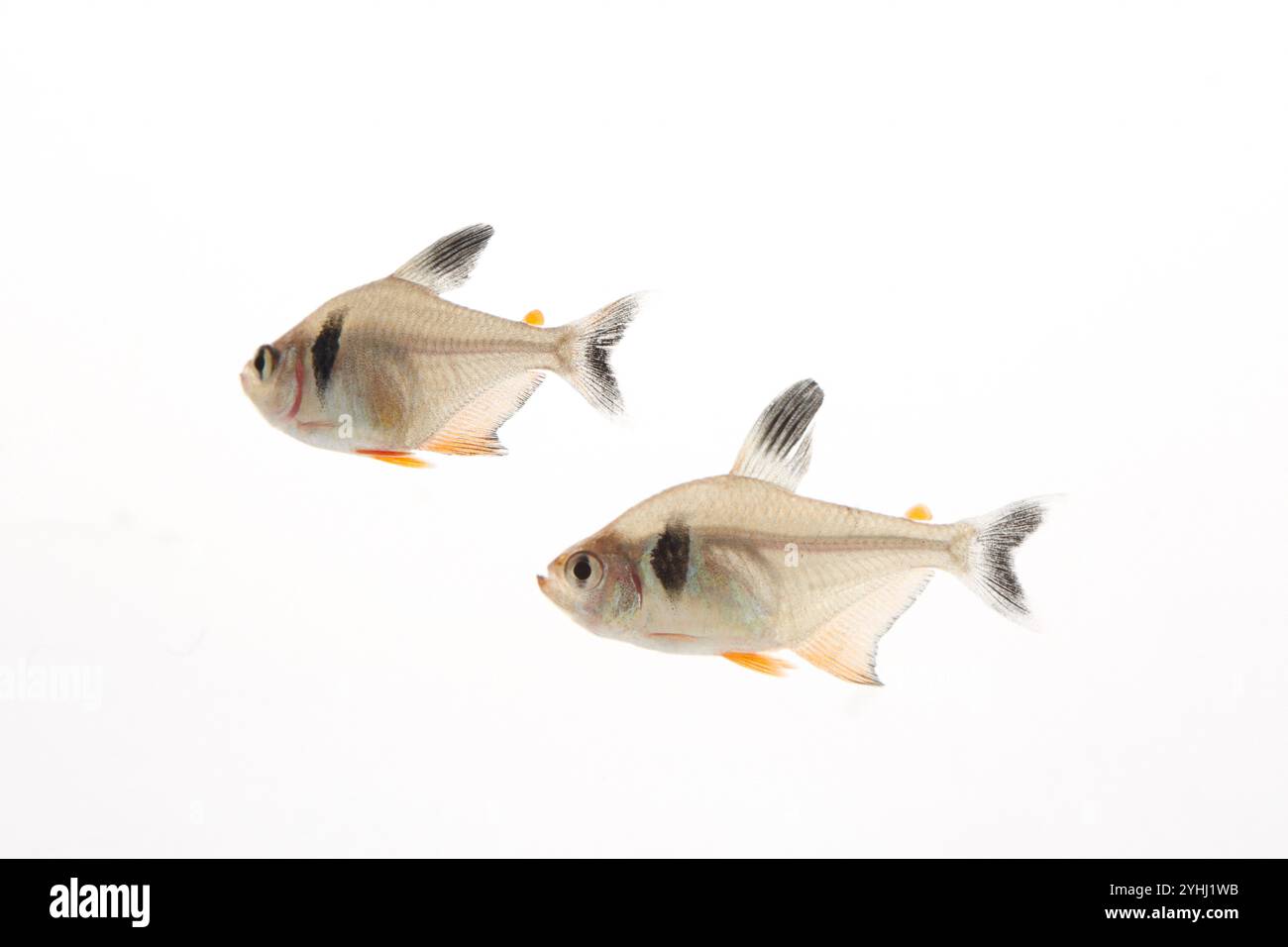 Two fish tank hi-res stock photography and images - Alamy