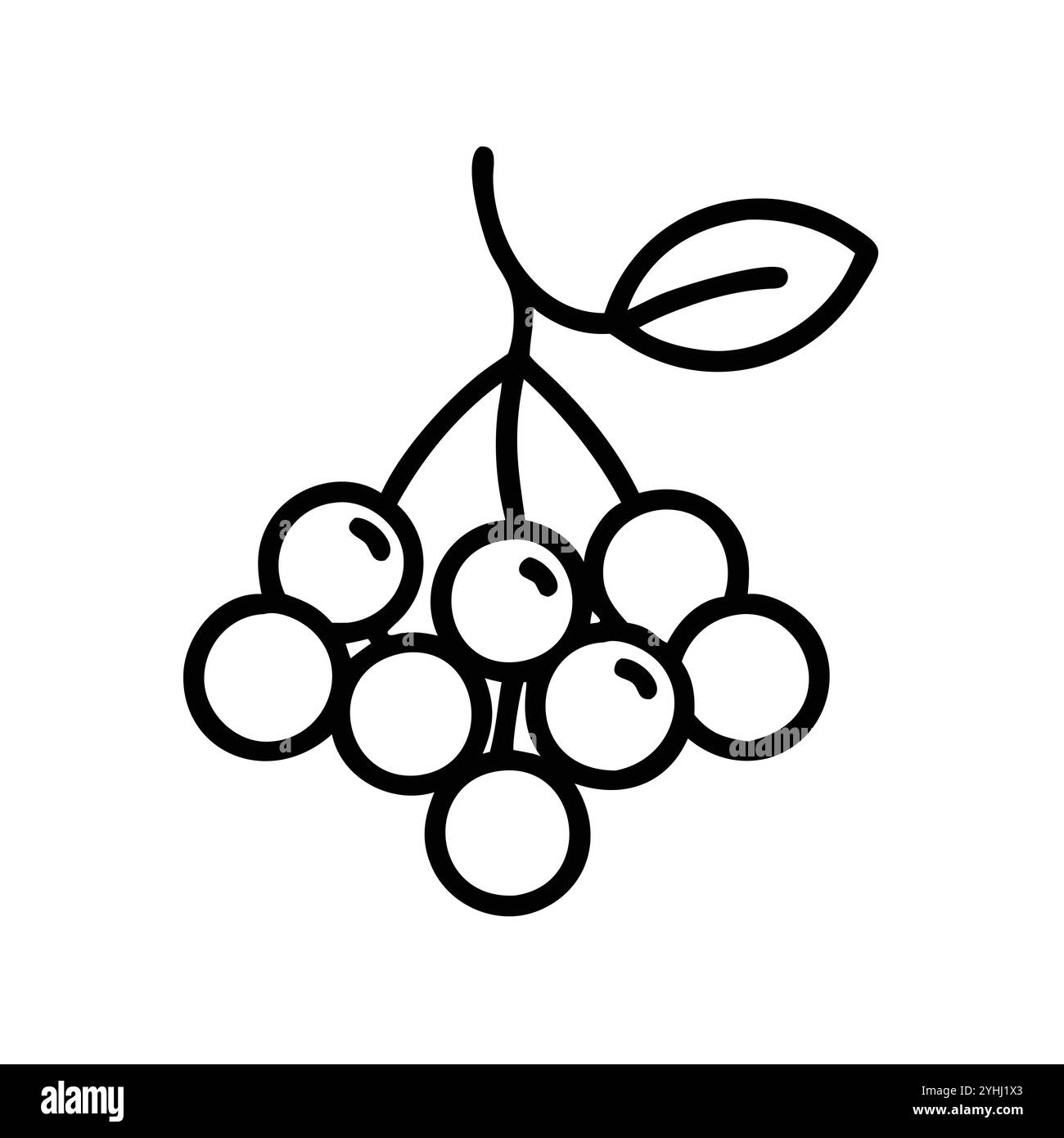 simple vector illustration of a mountain ash berries, in a simple and ...
