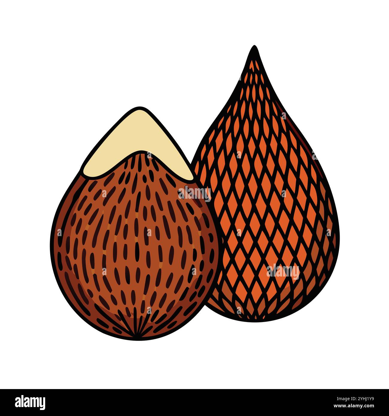 simple vector illustration of a salak snake fruit , in a simple and ...