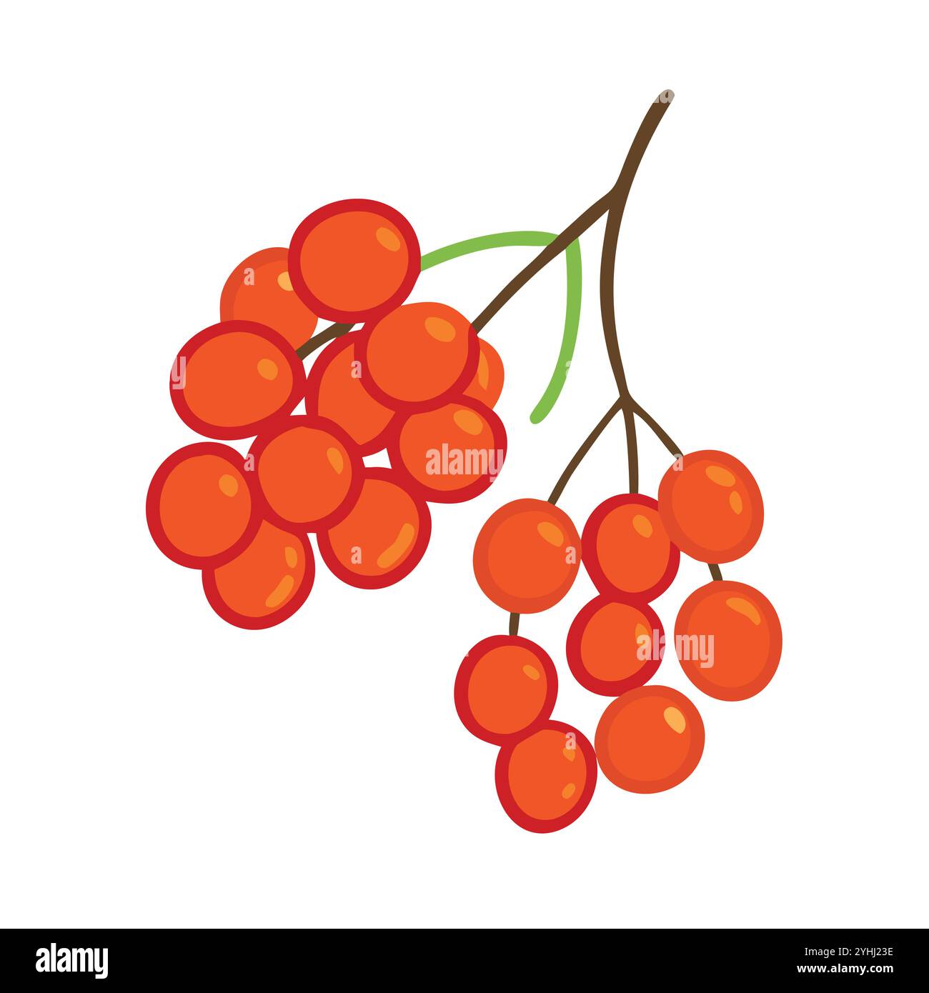 simple vector illustration of a mountain ash berries, in a simple and ...