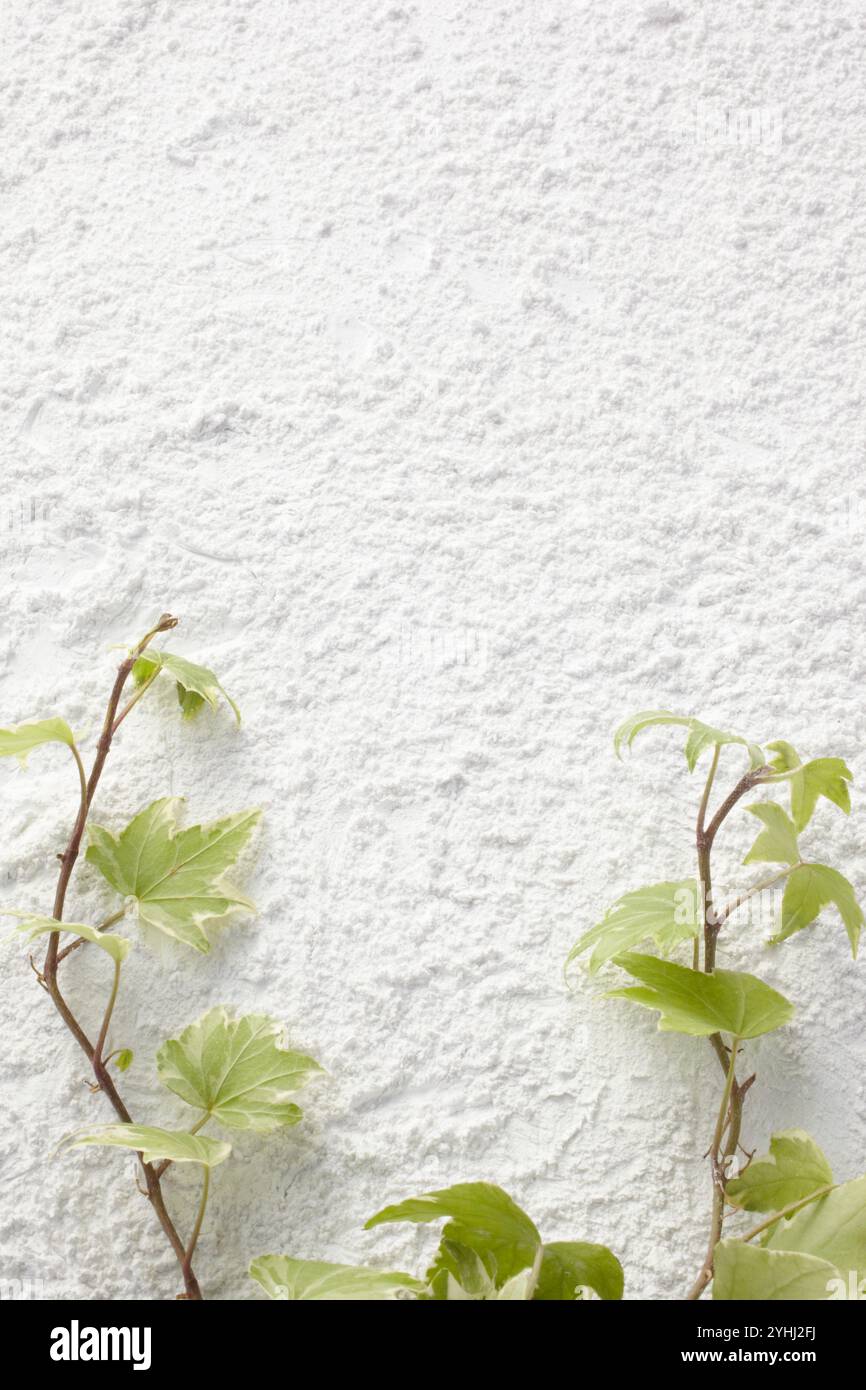 Simple ivy hi-res stock photography and images - Alamy