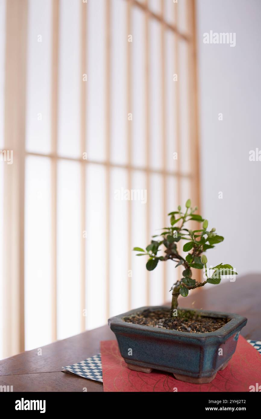 Mini bonsai and shoji screens Stock Photo - Alamy