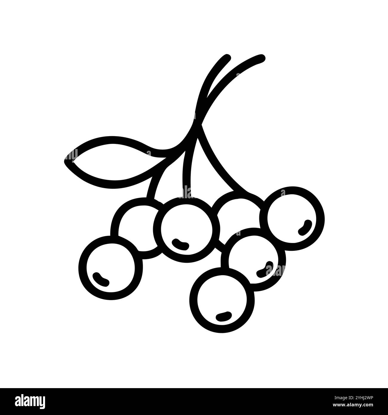 simple vector illustration of a mountain ash berries, in a simple and ...
