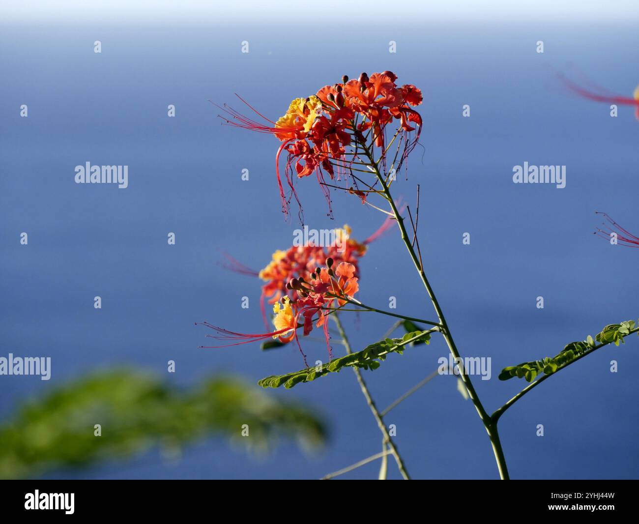 red and yellow peacock flowers over ocean. Caesalpinia pulcherrima ...
