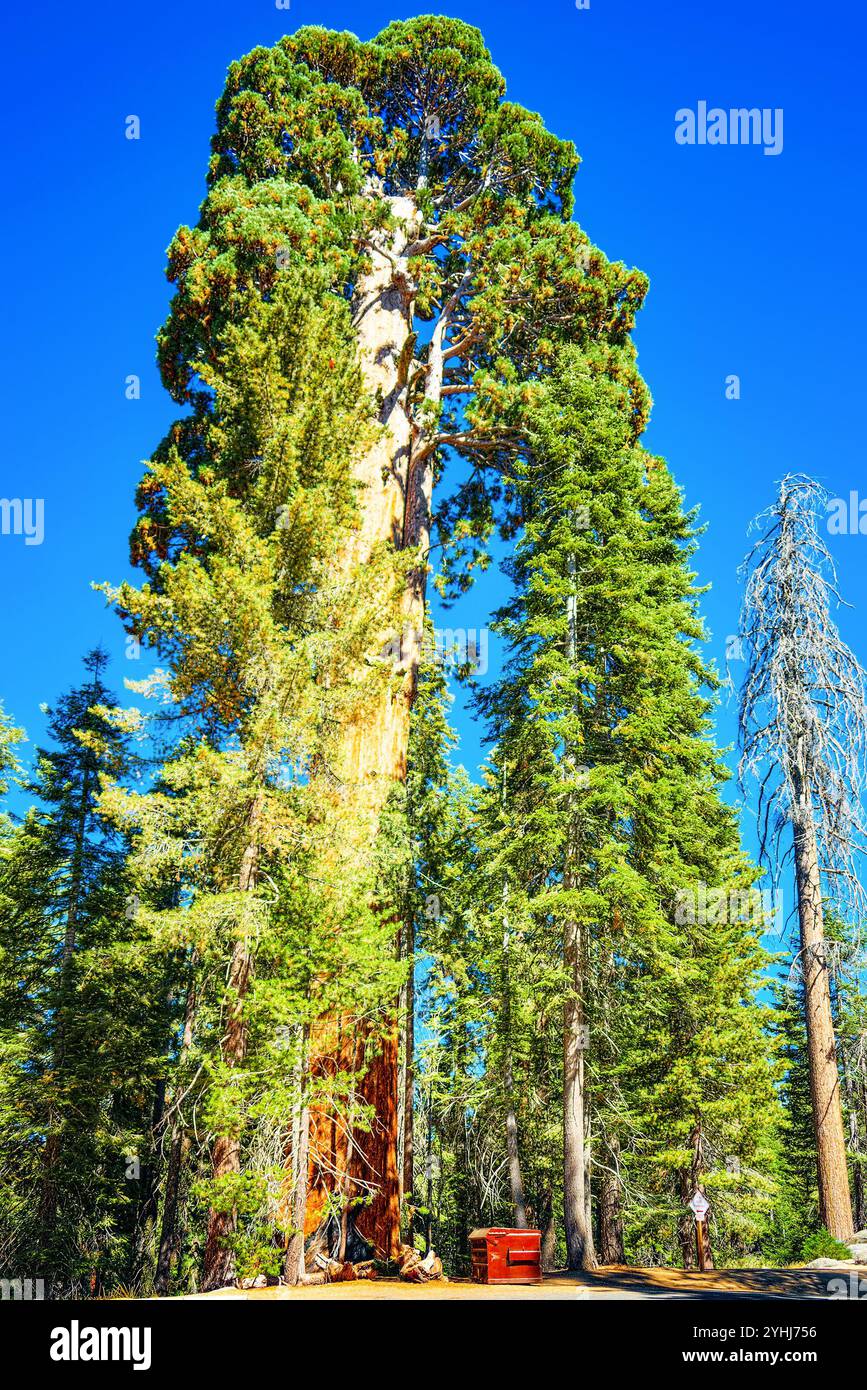 Forest of ancient sequoias in Yosemeti National Park. California. USA ...