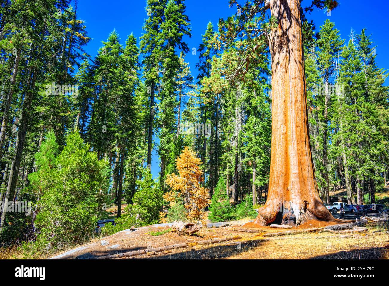 Forest of ancient sequoias in Yosemeti National Park. California. USA ...