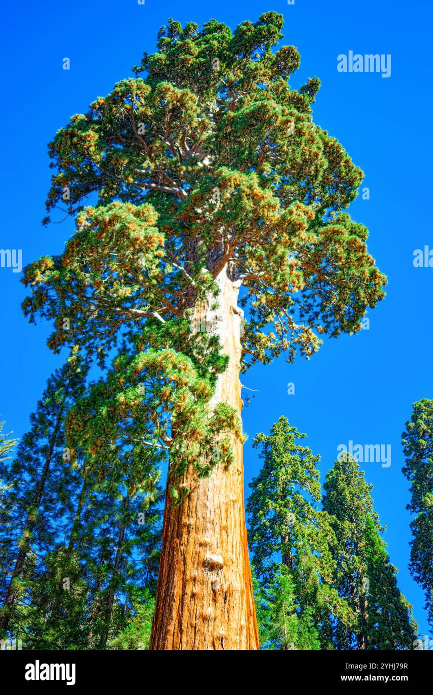 Forest of ancient sequoias in Yosemeti National Park. California. USA ...
