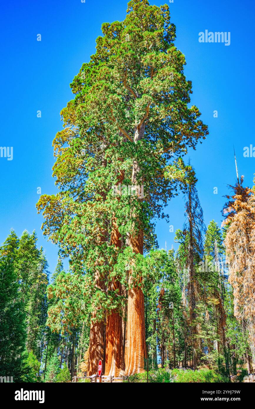 Forest of ancient sequoias in Yosemeti National Park. California. USA ...