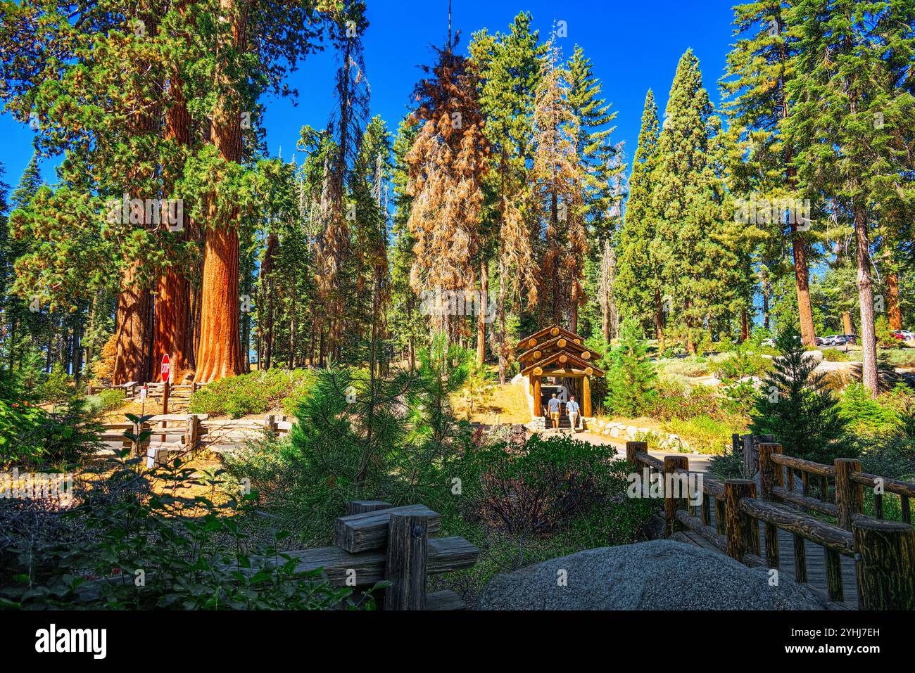 Forest of ancient sequoias in Yosemeti National Park. California. USA ...