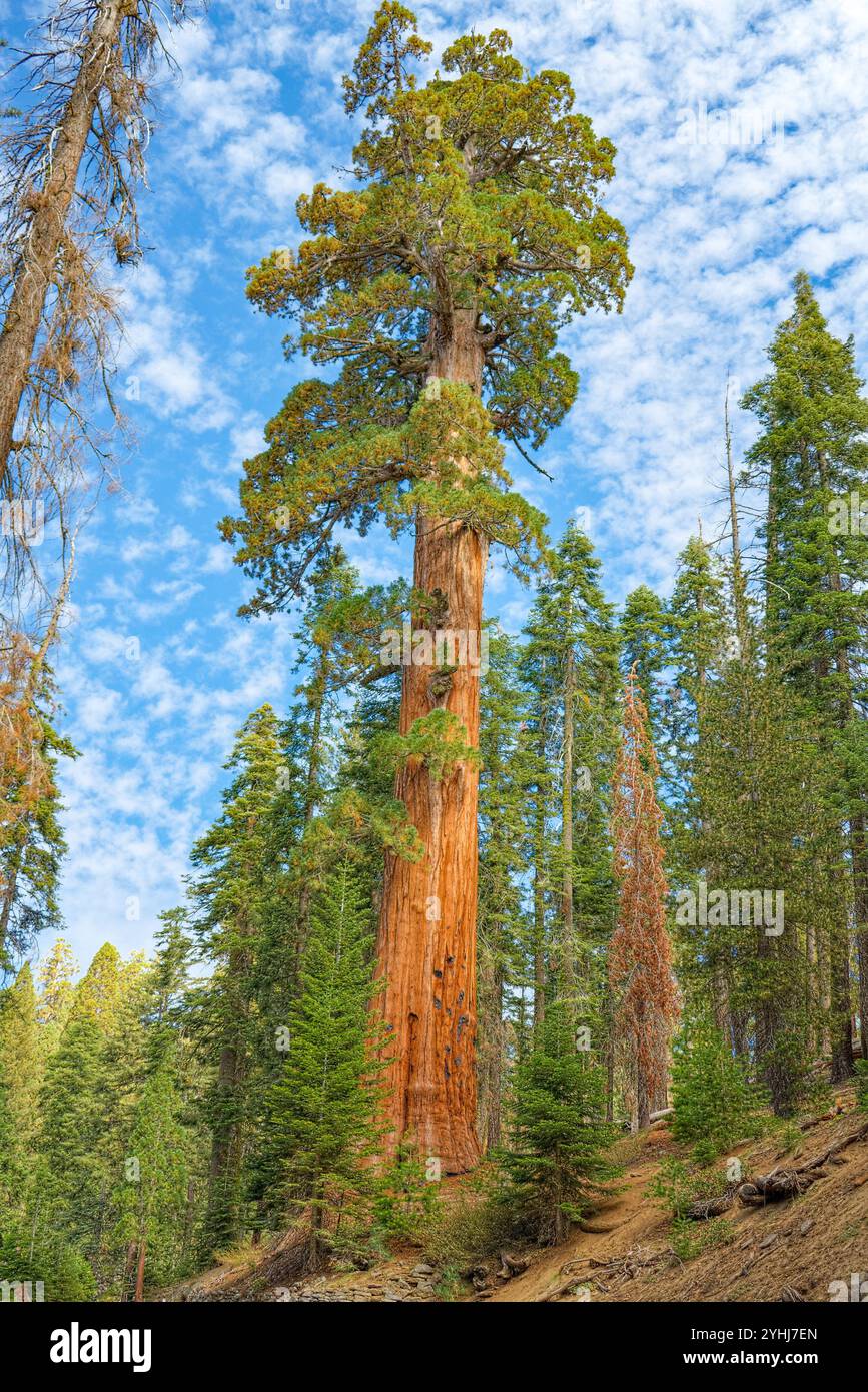 Forest of ancient sequoias in Yosemeti National Park. California. USA ...