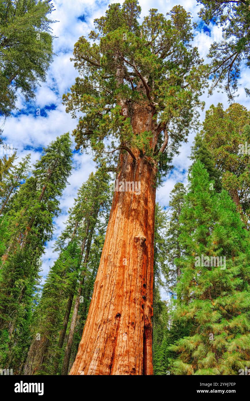 Forest of ancient sequoias in Yosemeti National Park. California. USA ...