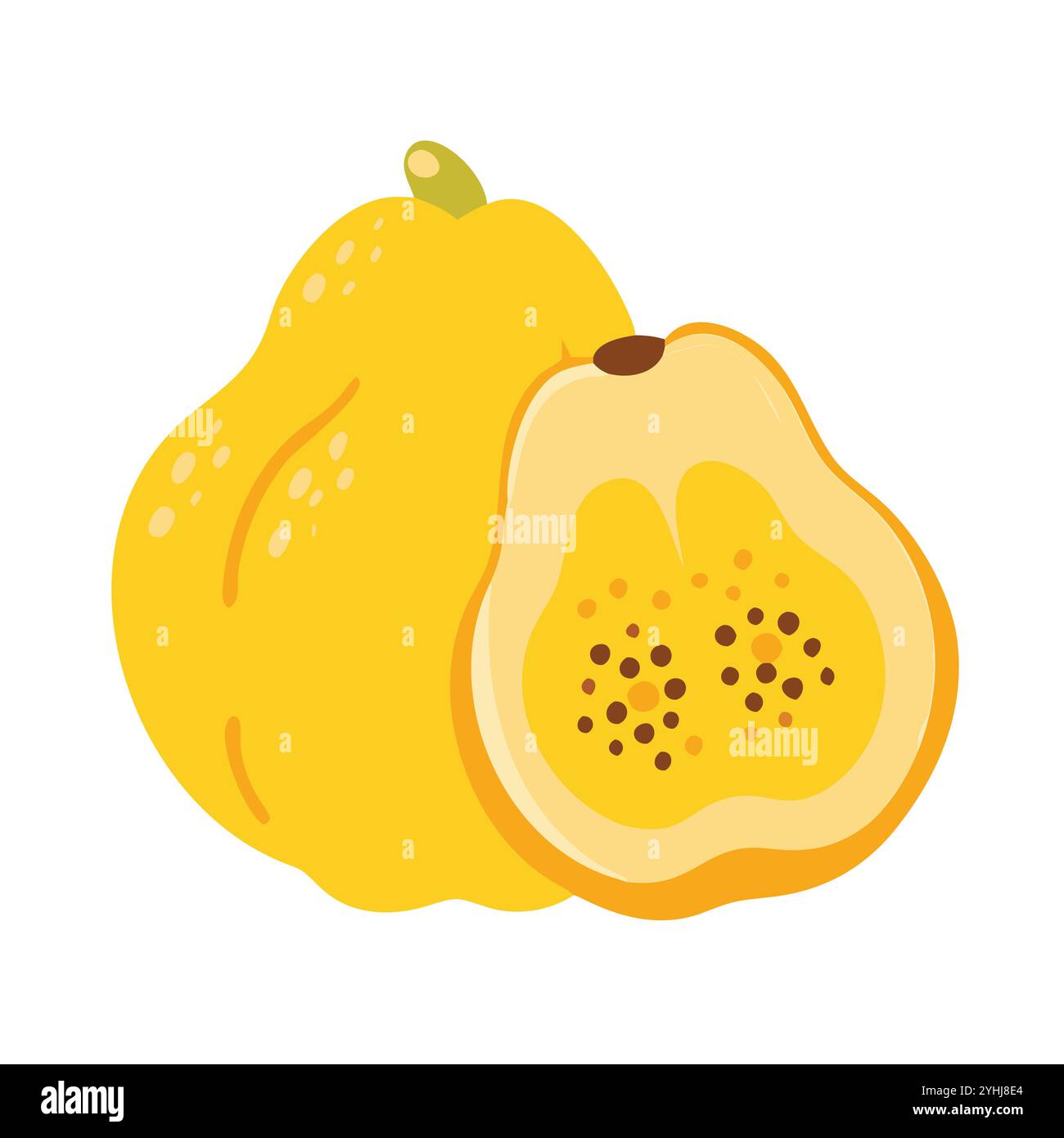 simple vector illustration of a quince, in a simple and clean style ...
