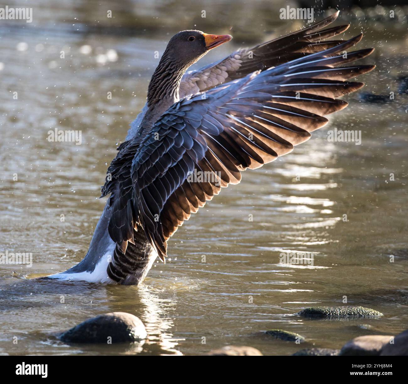 Grey Lag Goose stretching wings Stock Photo - Alamy