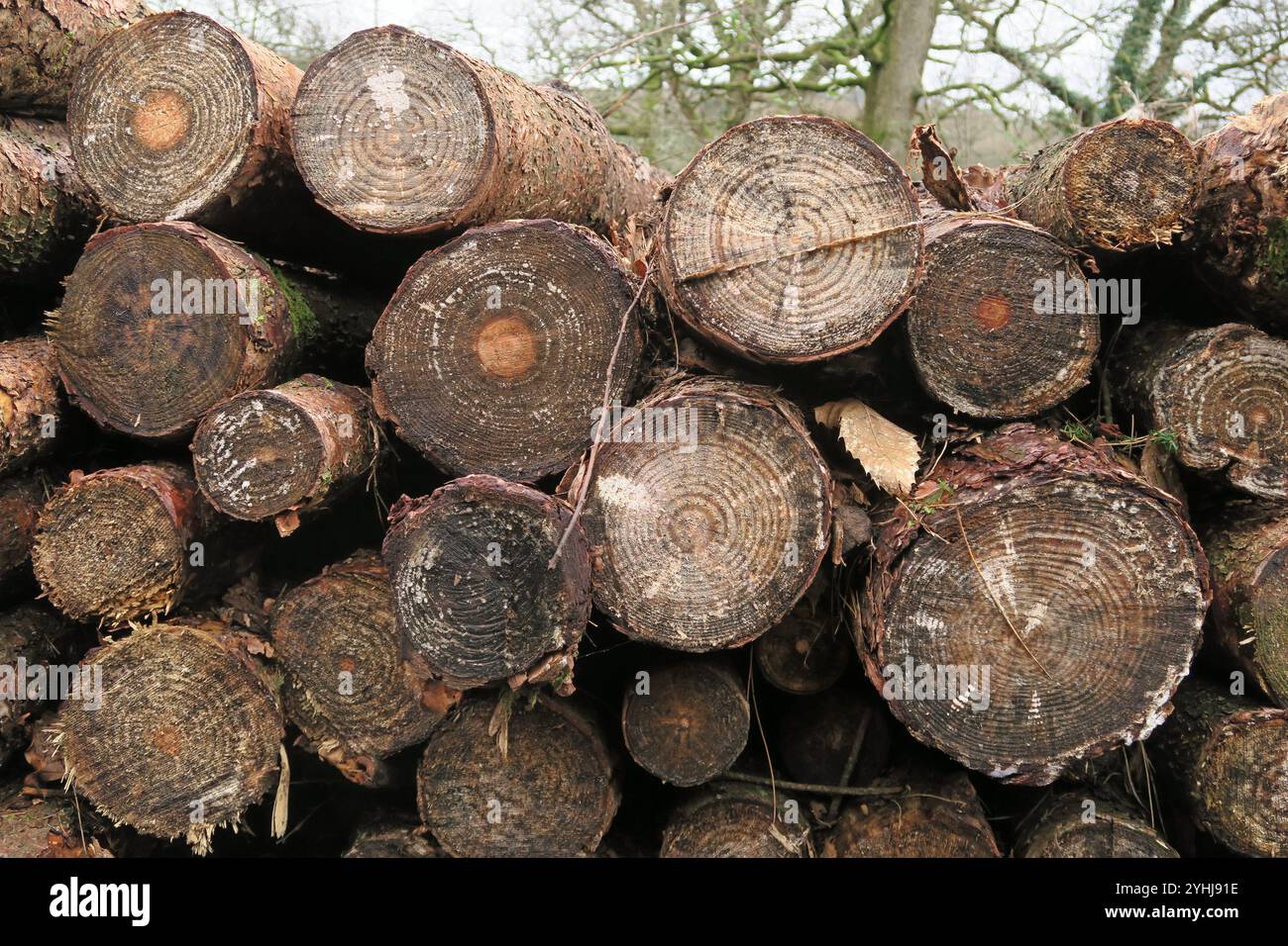 Tree Logging Stack Stock Photo - Alamy