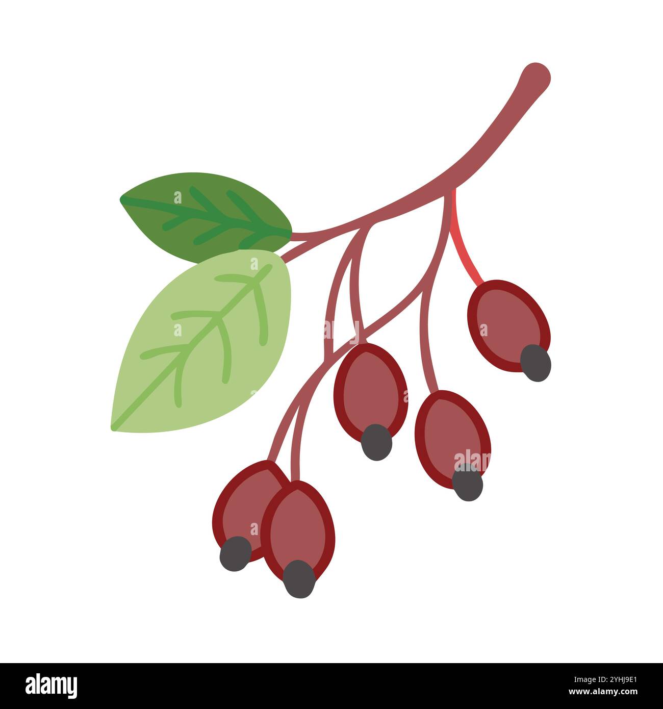 simple vector illustration of a serviceberry, in a simple and clean ...